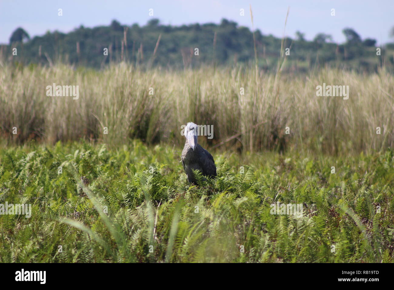 Mabamba bay swamp hi-res stock photography and images - Alamy