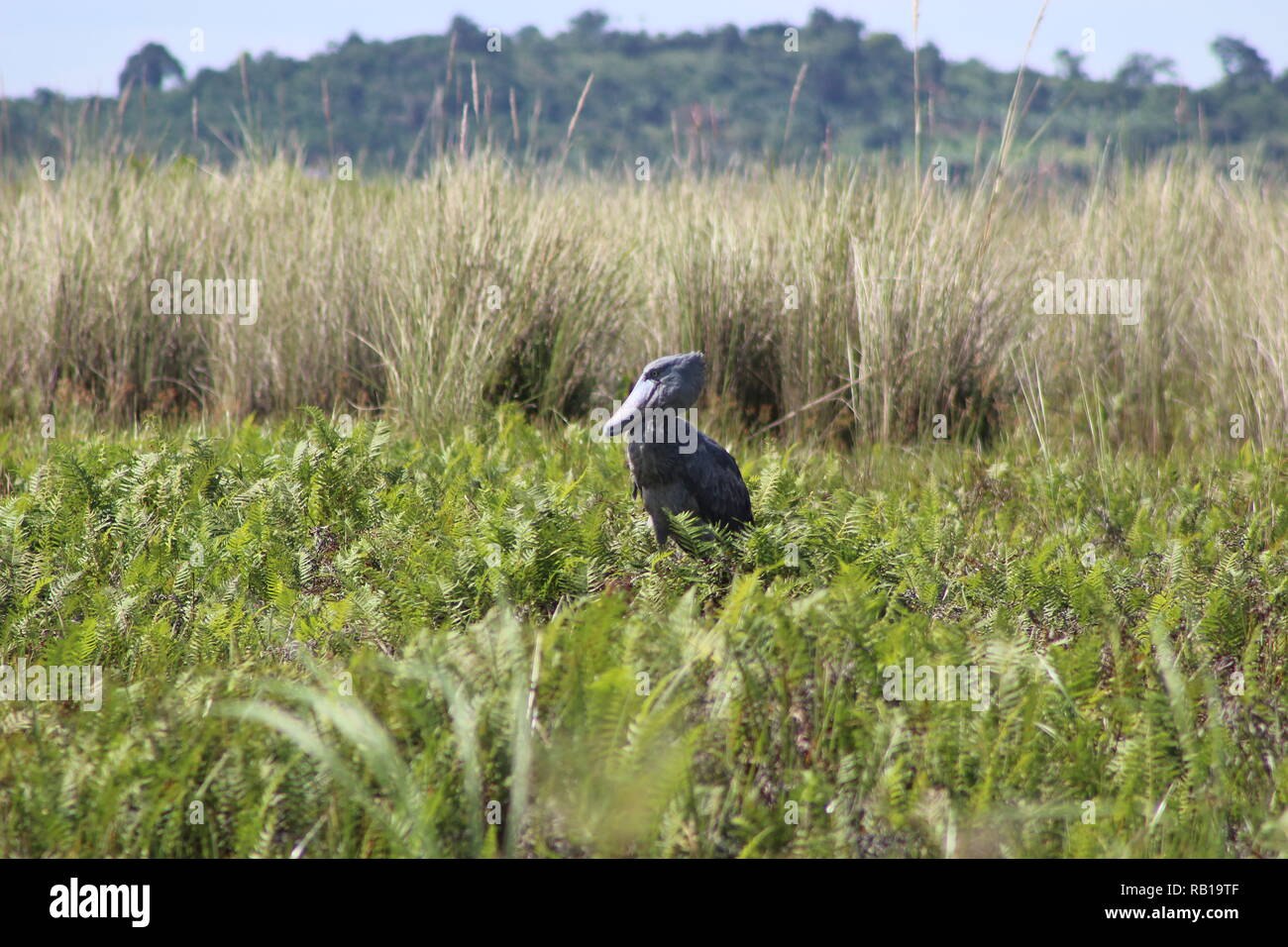 Mabamba bay hi-res stock photography and images - Alamy