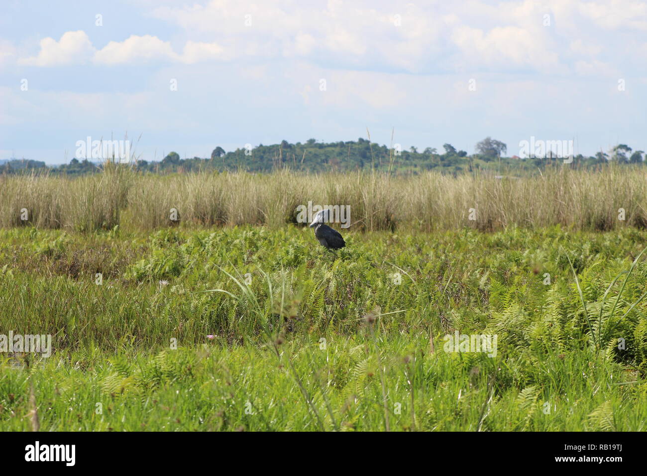 Mabamba bay swamp hi-res stock photography and images - Alamy