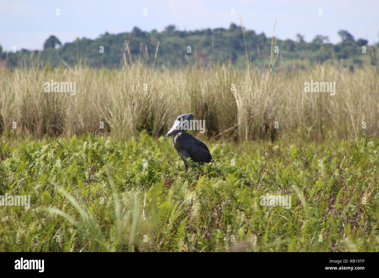 Mabamba bay swamp hi-res stock photography and images - Alamy