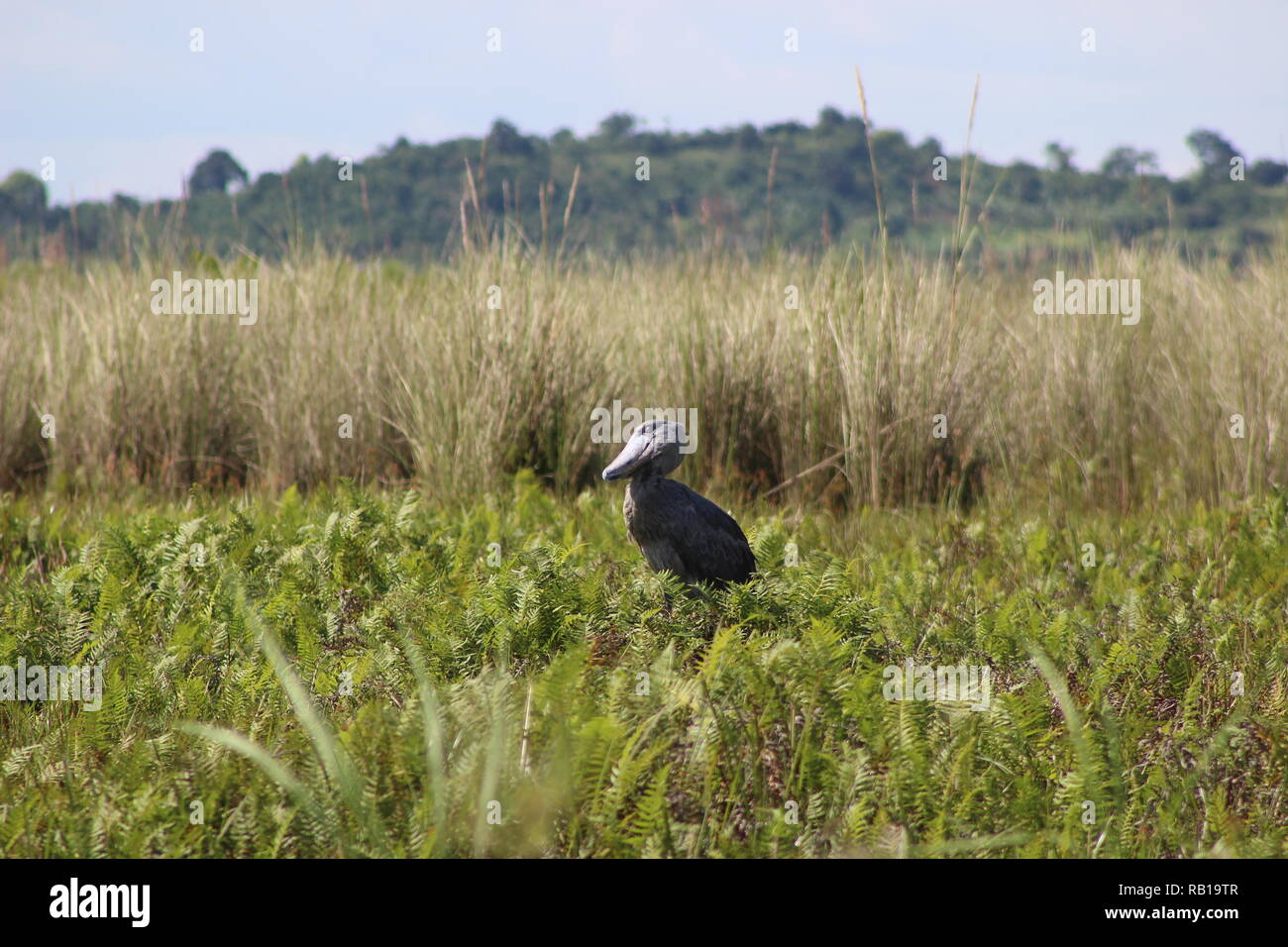 Mabamba bay wetland system hi-res stock photography and images - Alamy