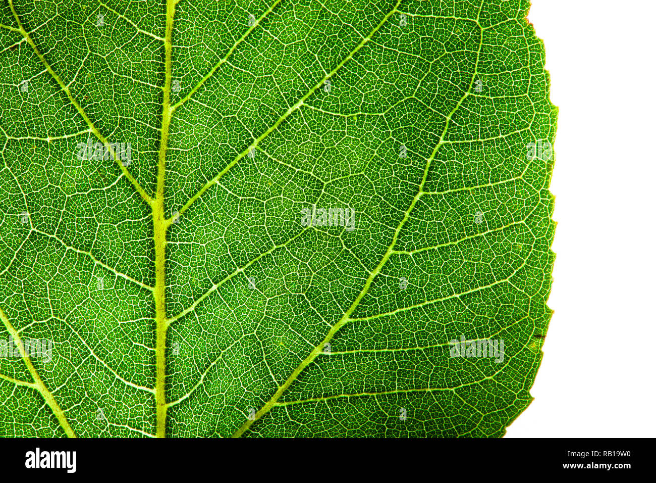 Green leaf fresh detailed rugged surface structure extreme macro ...