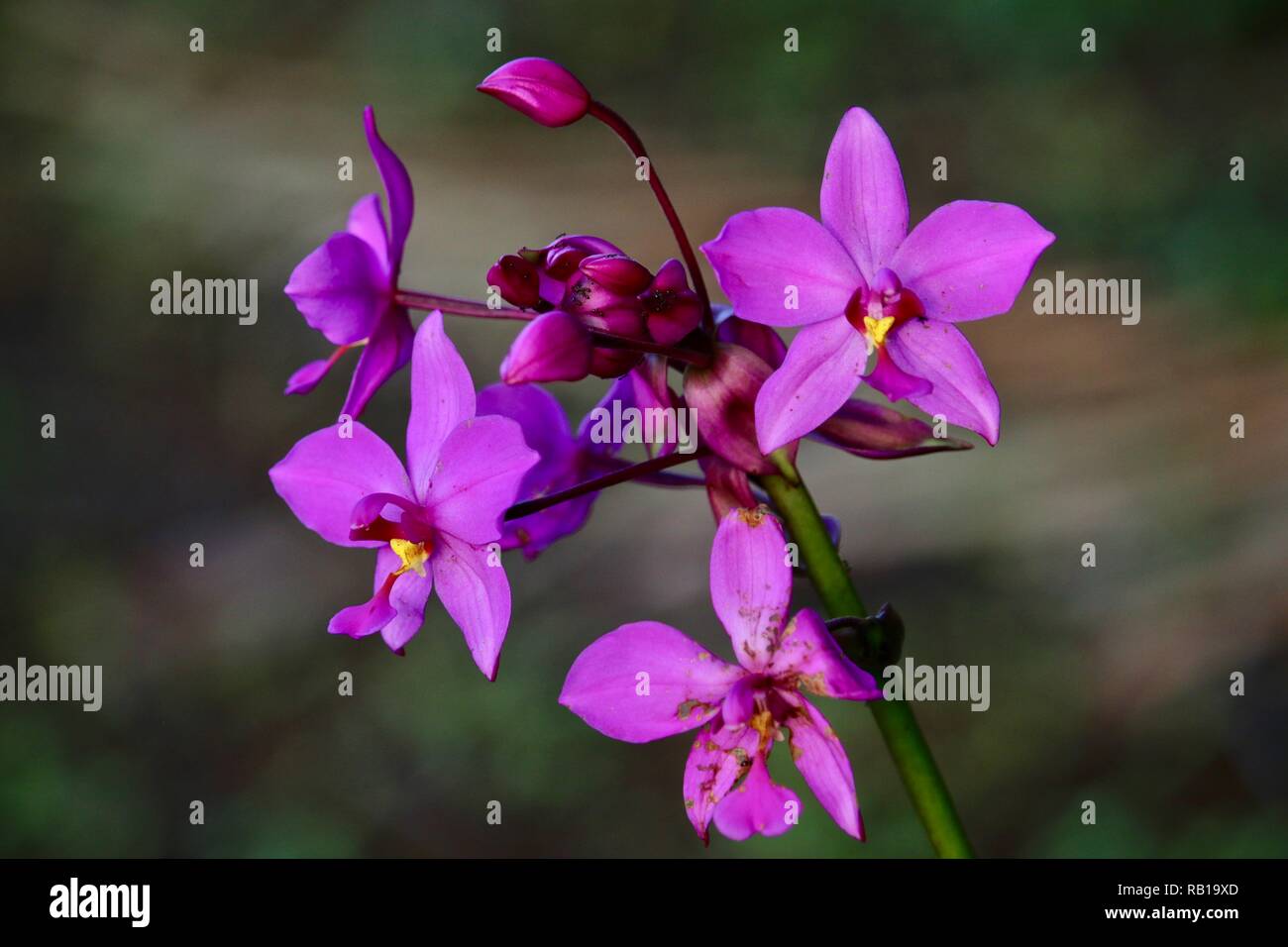 Small pinkish purple orchid flowers in Costa Rica Stock Photo - Alamy