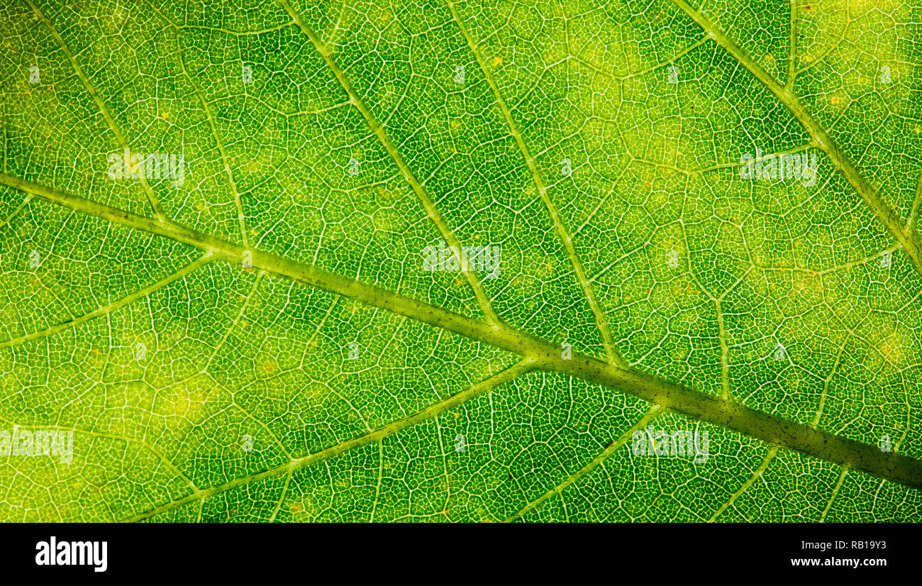 Green leaf fresh detailed rugged surface structure extreme macro ...