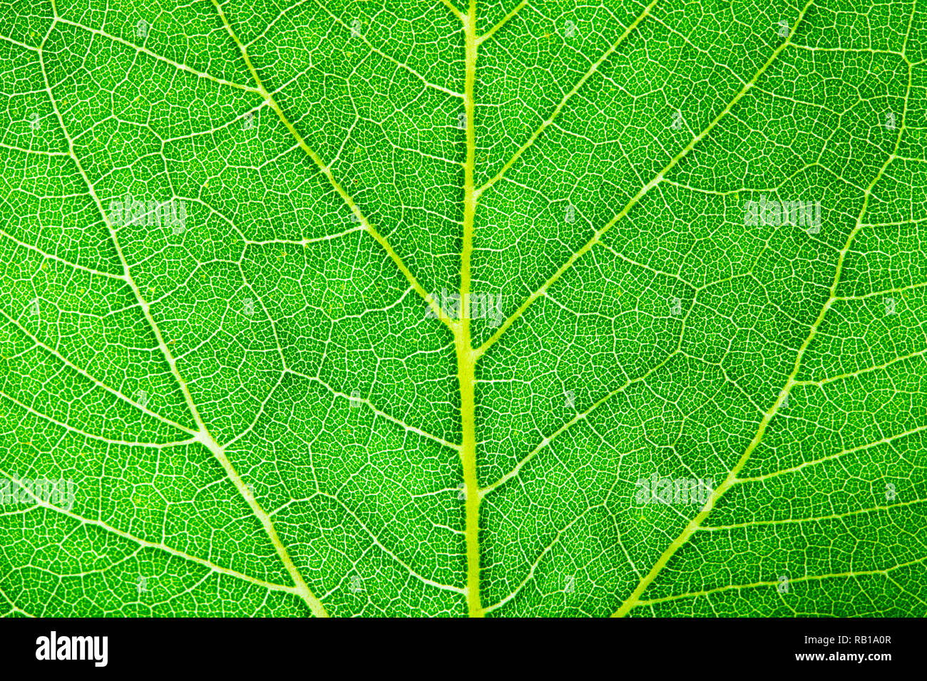 Green leaf fresh detailed rugged surface structure extreme macro ...