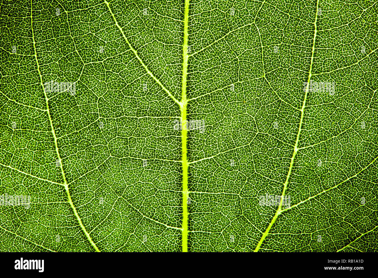 Green leaf fresh detailed rugged surface structure extreme macro ...