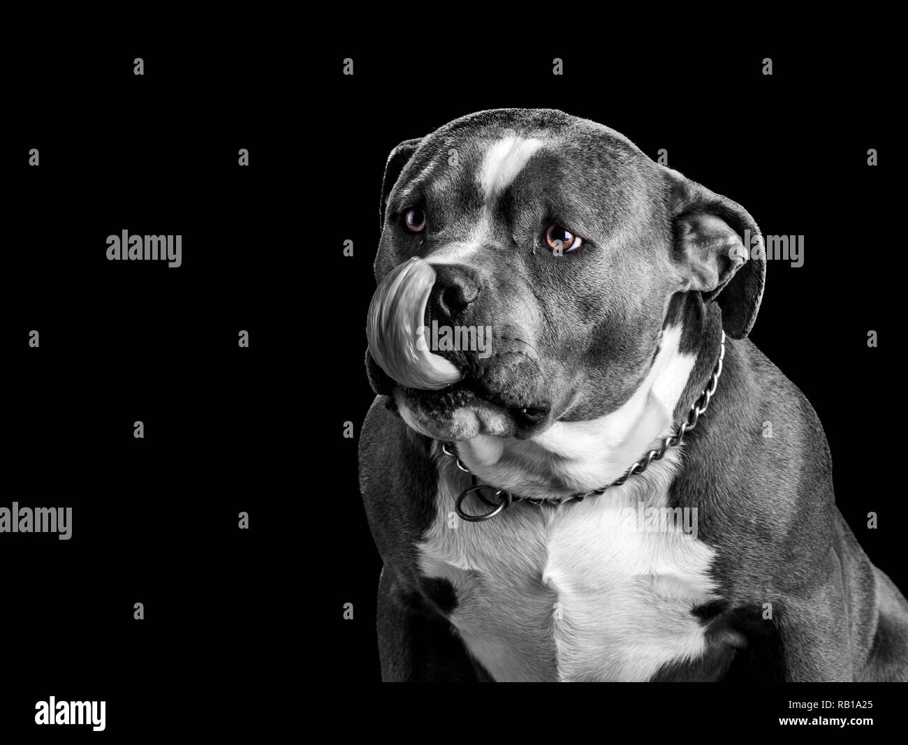 Black and white portrait of an American Bully dog isolated on a black ...