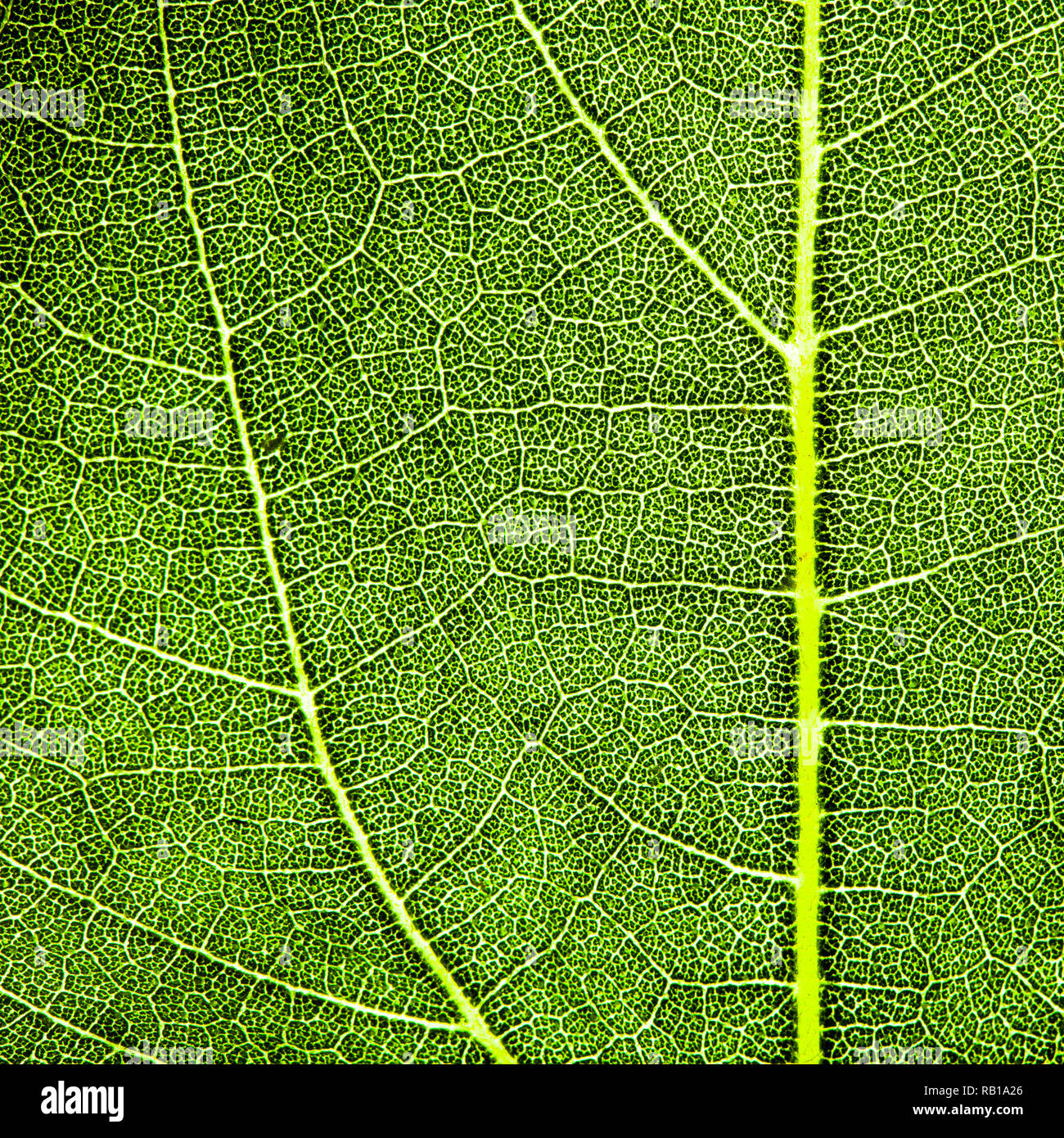 Green leaf fresh detailed rugged surface structure extreme macro ...