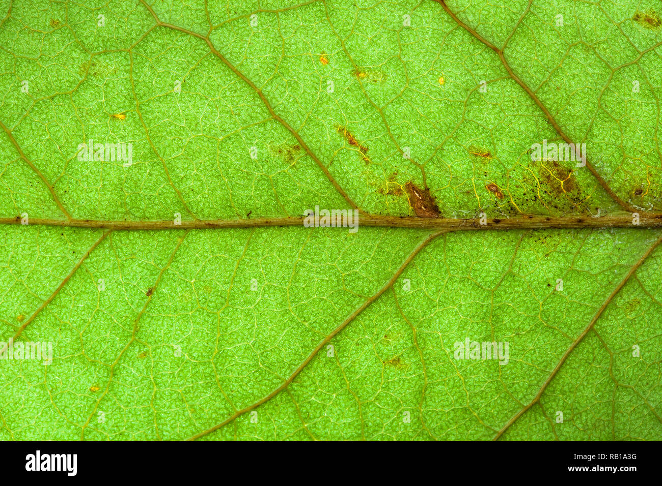 Natural green leaf fresh detailed rugged surface structure extreme ...