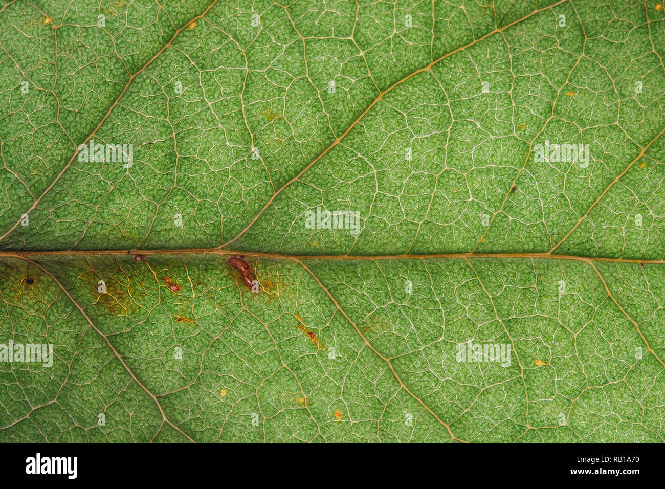 Green leaf fresh detailed rugged surface structure extreme macro ...