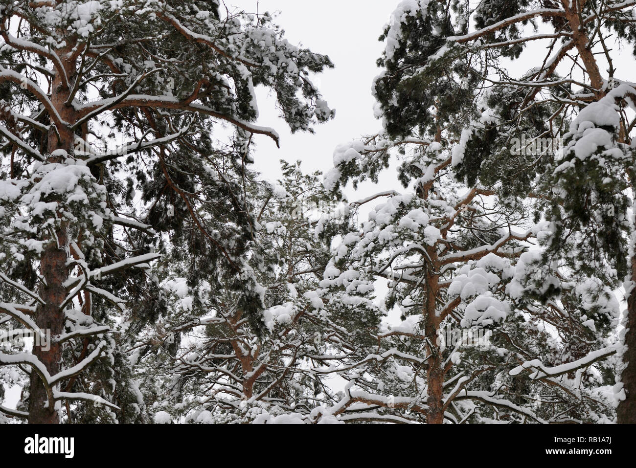 Winter crowns trees in hi-res stock photography and images - Alamy