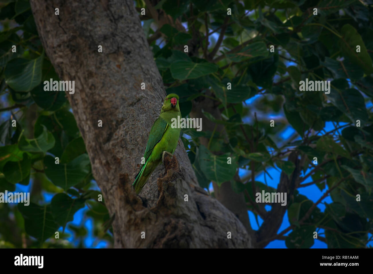 Rose-ringed parakeet on a tree Stock Photo - Alamy