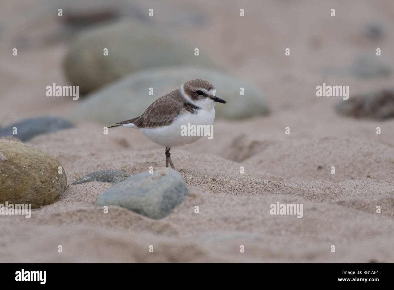 Cute small Black Bellied Plover bird taking a break from foraging in ...