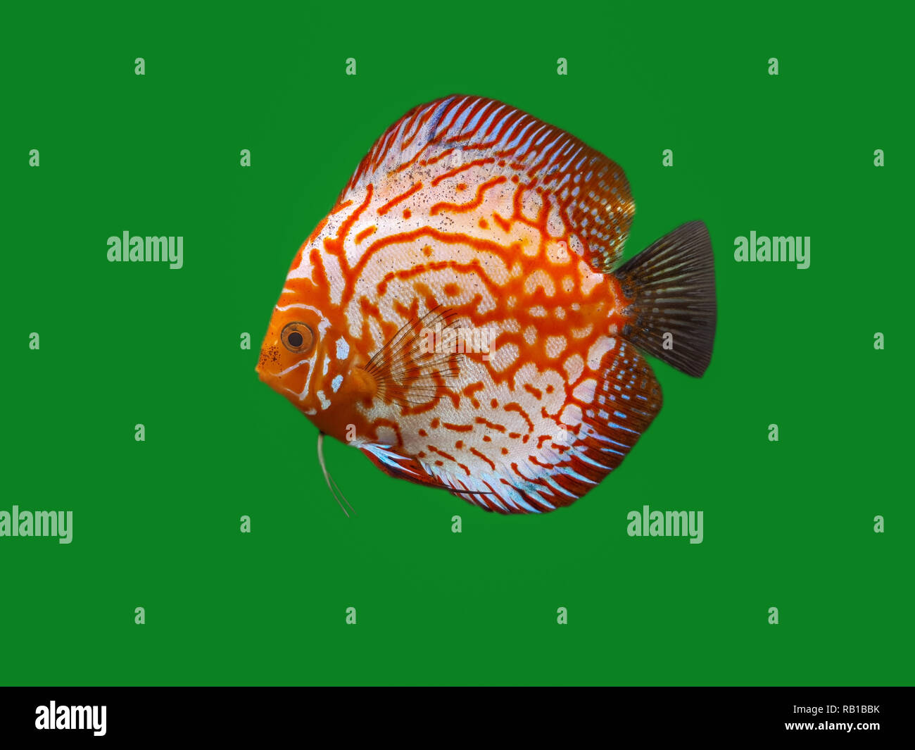 Red dragon discus hi-res stock photography and images - Alamy