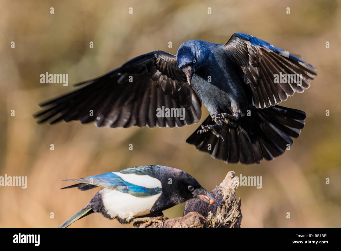 Jackdaw fighting hi-res stock photography and images - Alamy