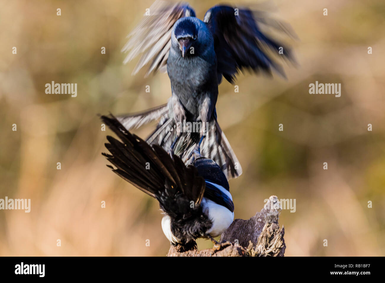 Jackdaw and magpie squabbling at a feeding area in mid Wales Stock ...