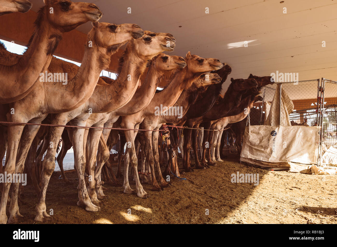Local camel market in Al Ain, Emirates Stock Photo - Alamy