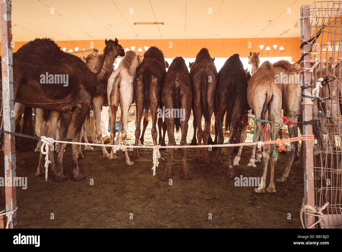 Local camel market in Al Ain, Emirates Stock Photo - Alamy