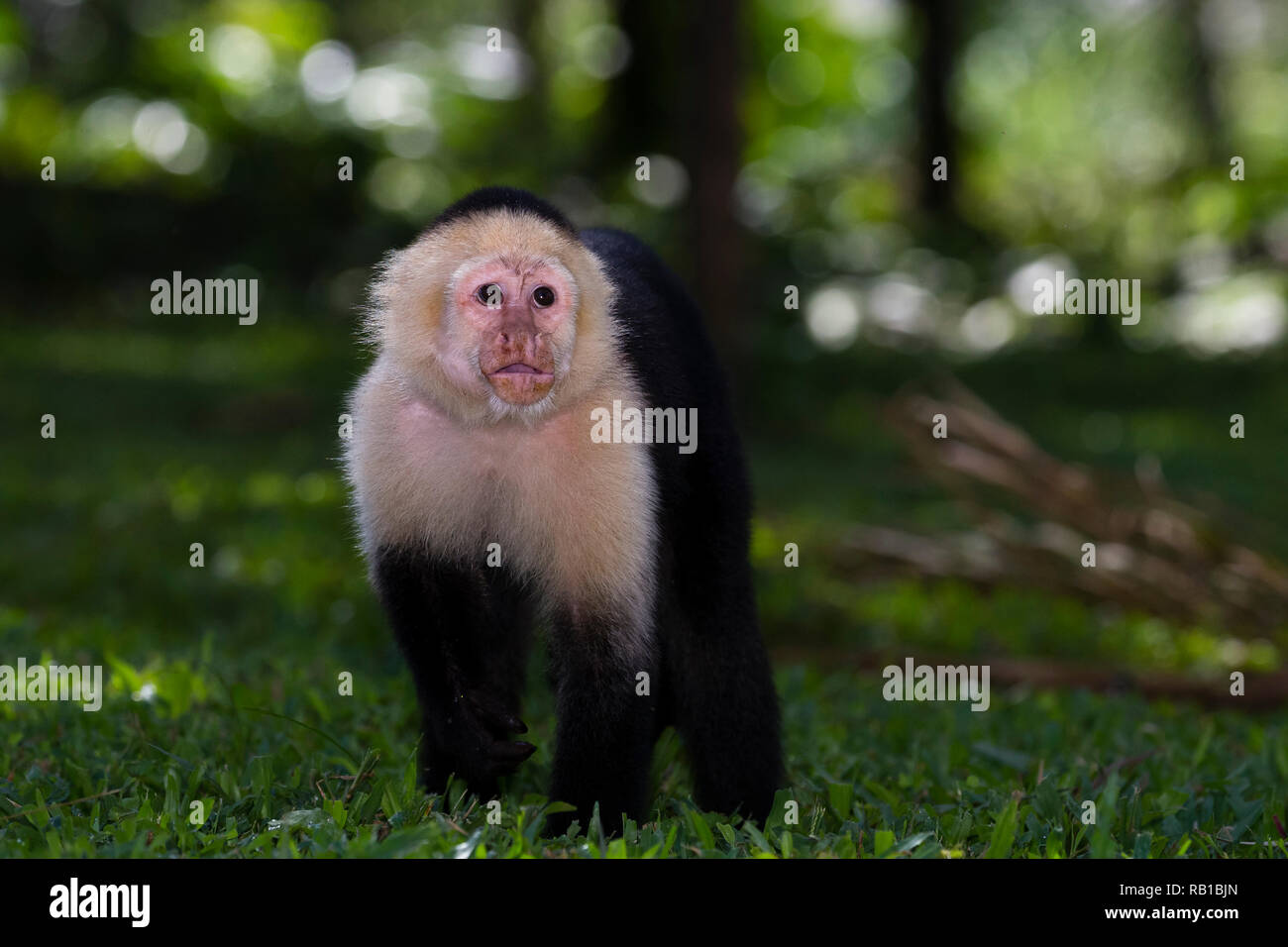 White-headed capuchin monkeys in Costa Rica Stock Photo - Alamy