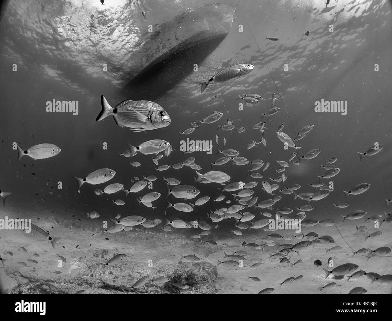 A school of fish underneath a dive boat in Malta Stock Photo - Alamy