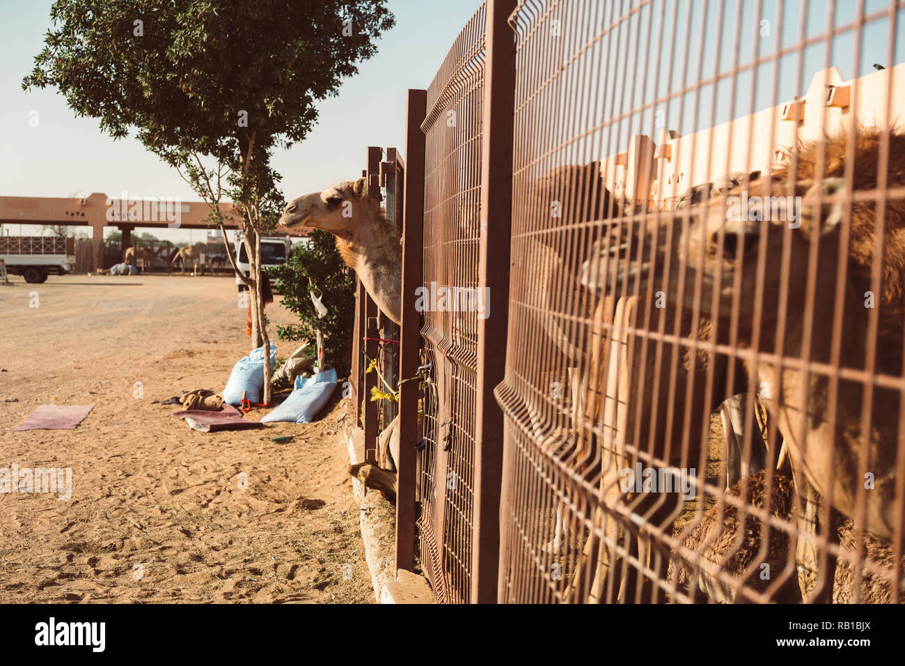 Local camel market in Al Ain, Emirates Stock Photo - Alamy