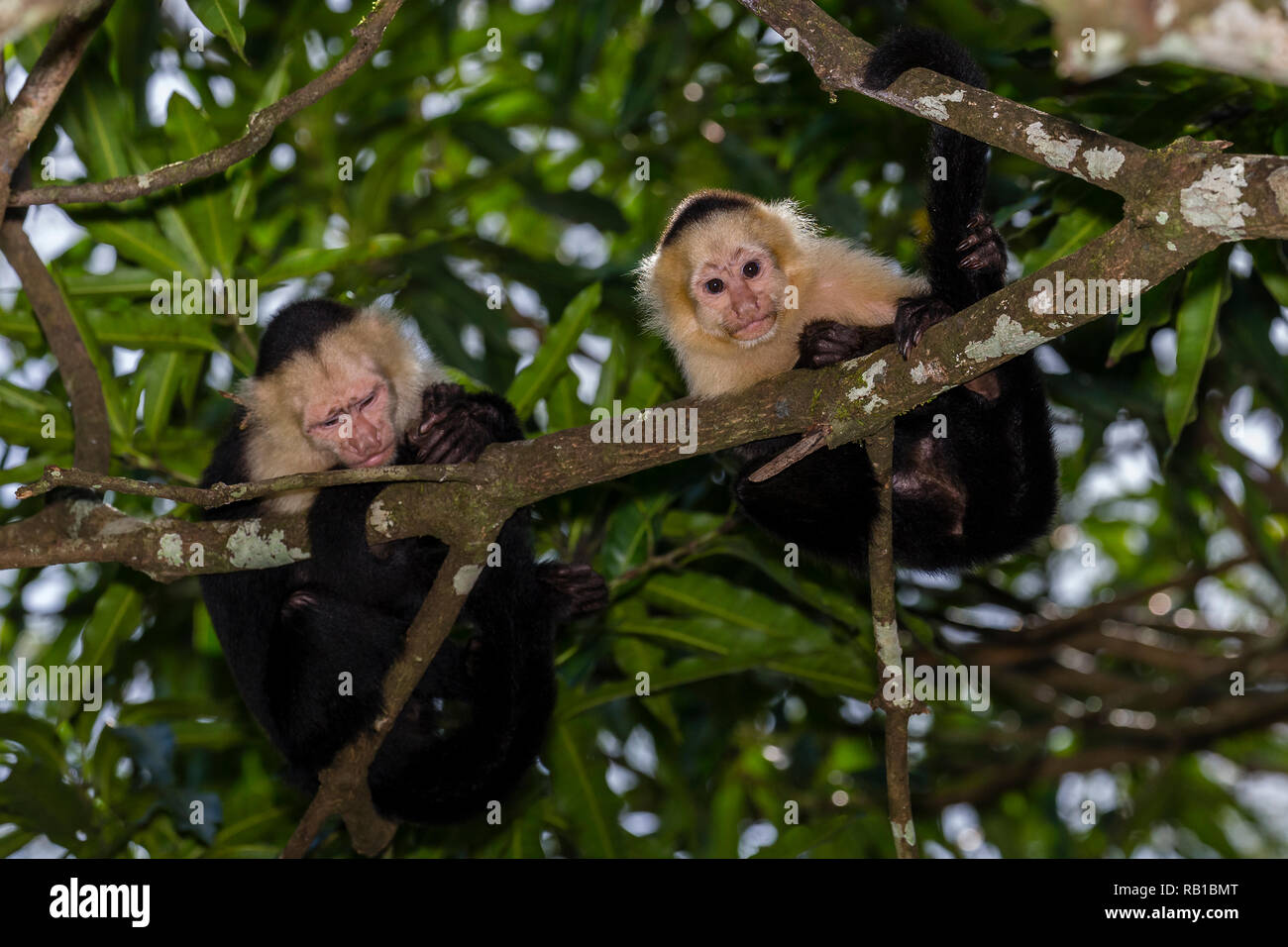 White-headed capuchin monkeys in Costa Rica Stock Photo - Alamy