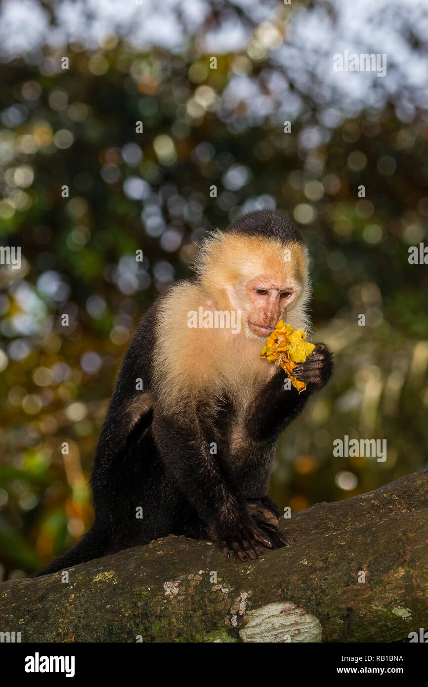 White-headed capuchin monkeys in Costa Rica Stock Photo - Alamy
