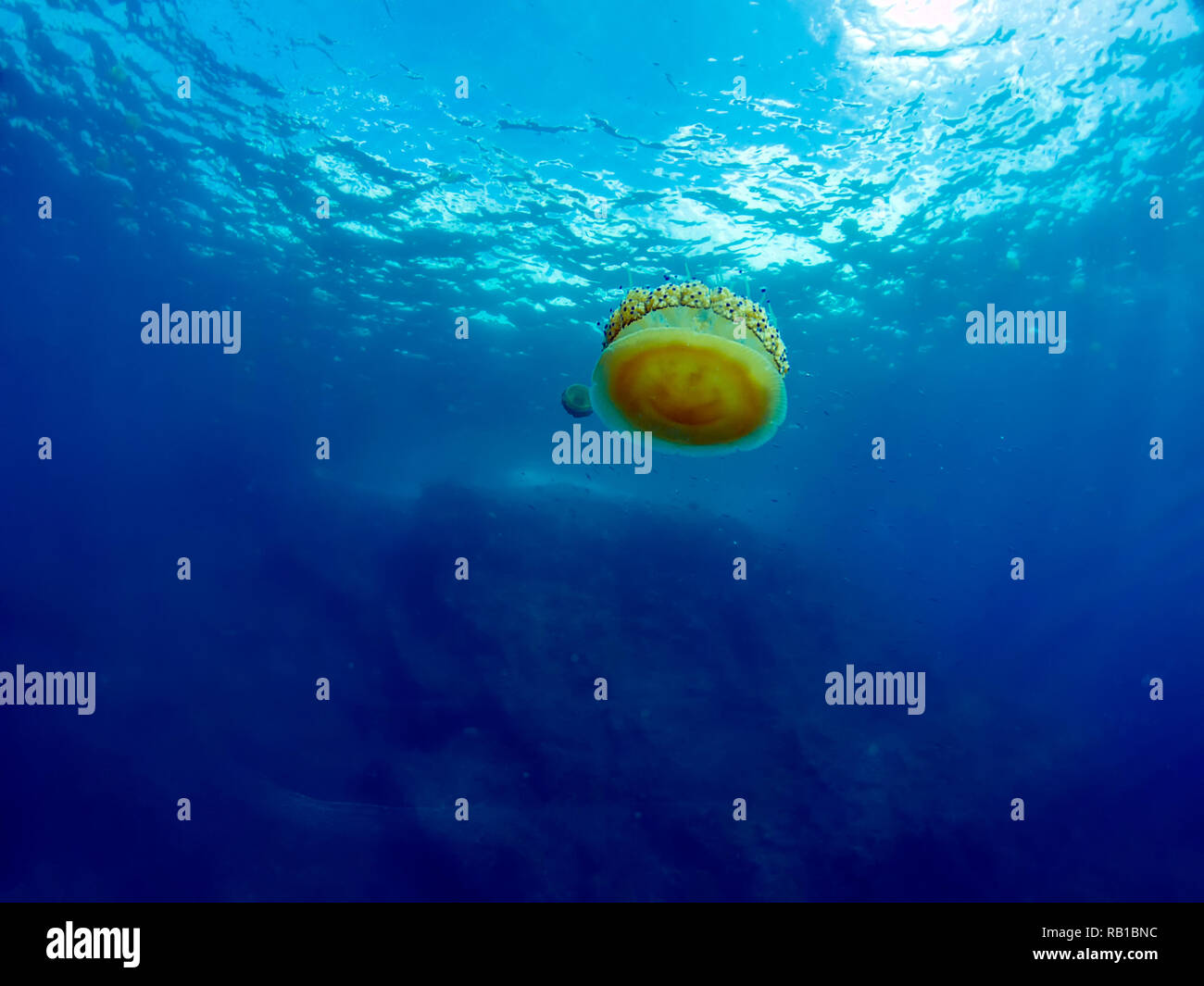 Fried Egg Jellyfish (Phacellophora camtschatica Stock Photo - Alamy