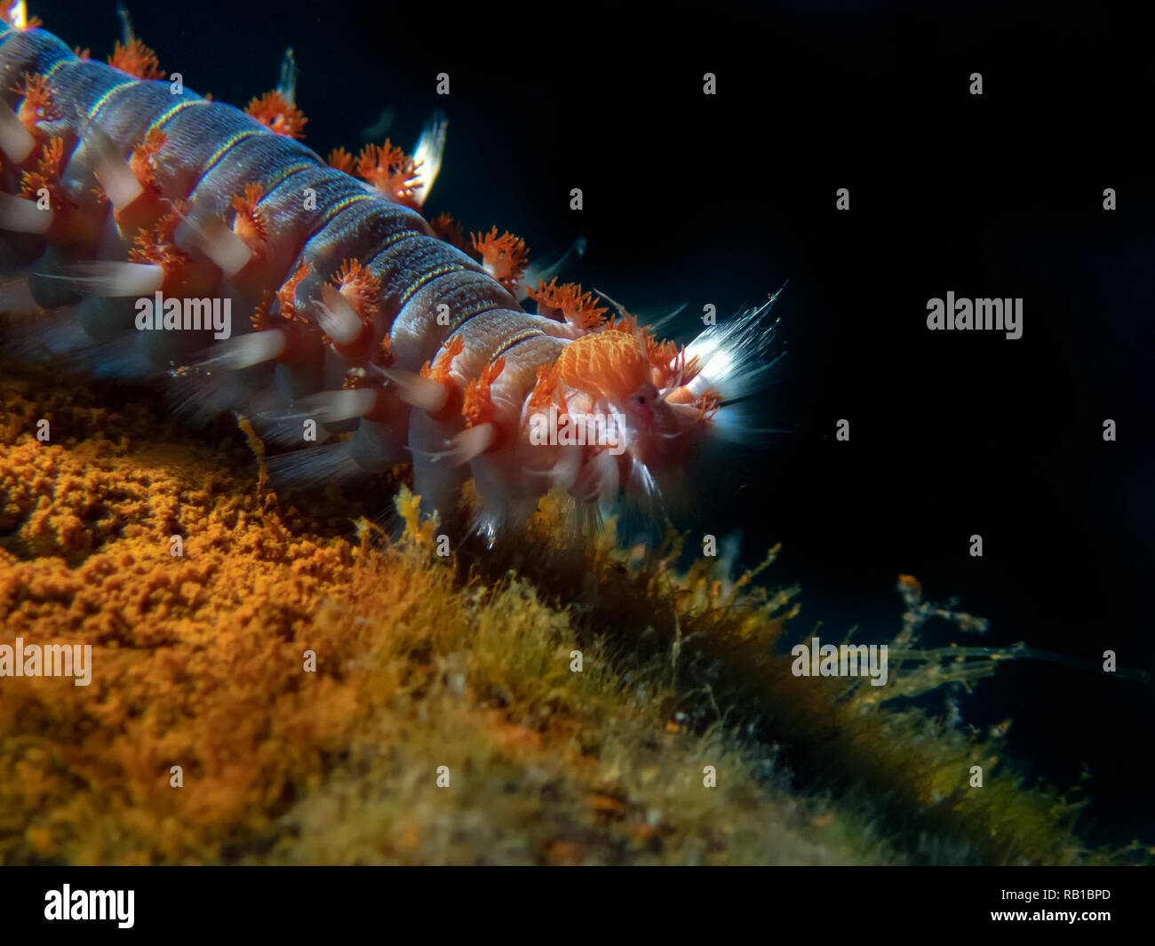 Bearded Fireworm (Hermodice carunculata Stock Photo - Alamy