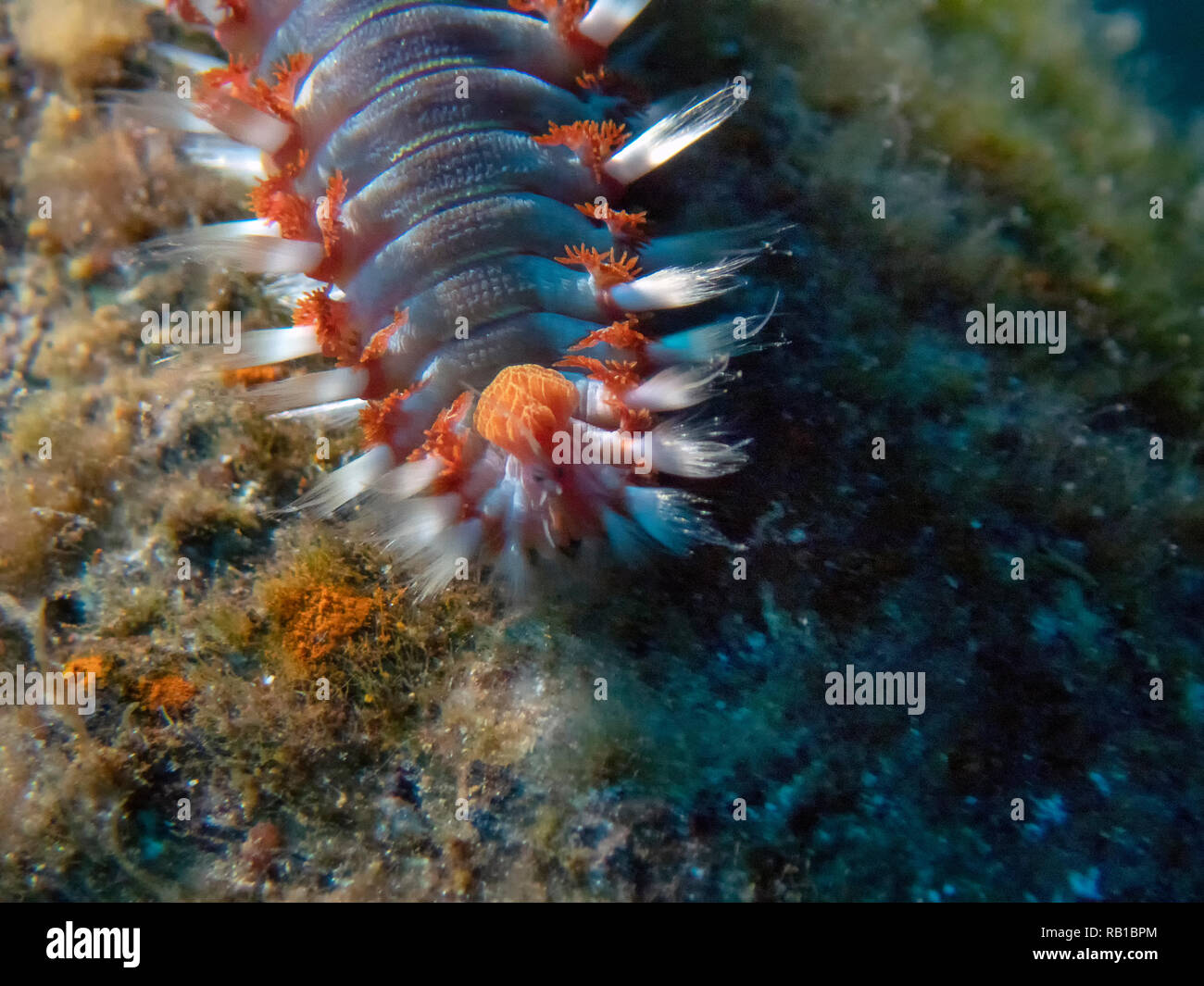 Bearded Fireworm (Hermodice carunculata Stock Photo - Alamy