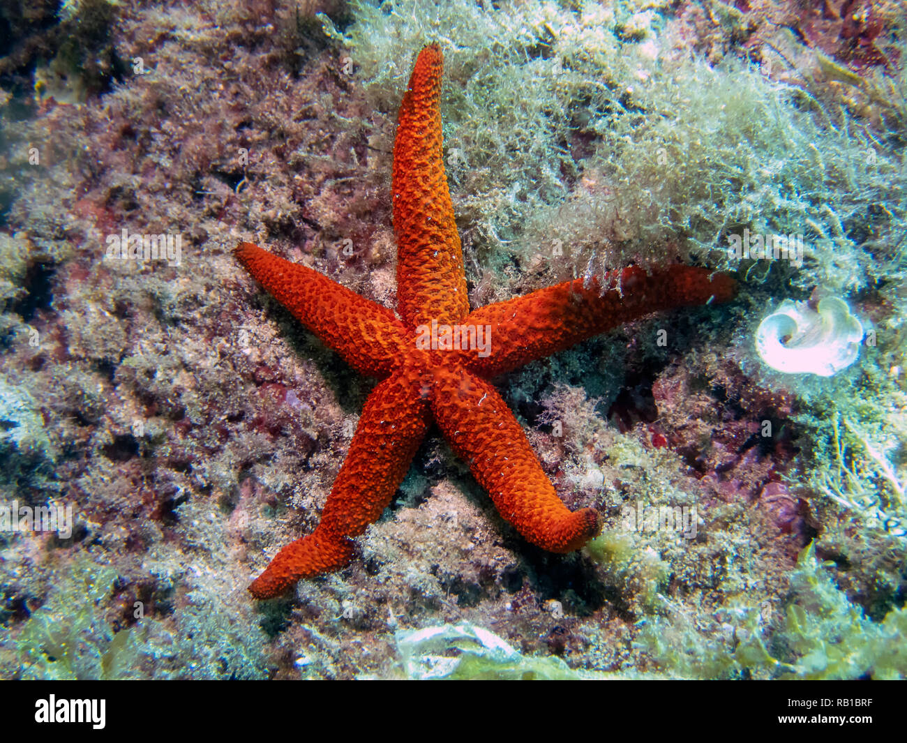 A Mediterranean Red Sea Star (Echinaster sepositus Stock Photo - Alamy
