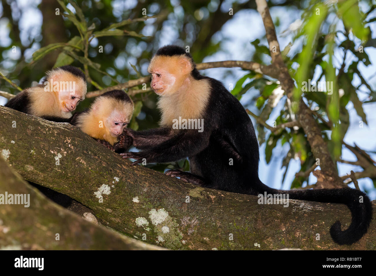 White-headed capuchin monkeys in Costa Rica Stock Photo - Alamy