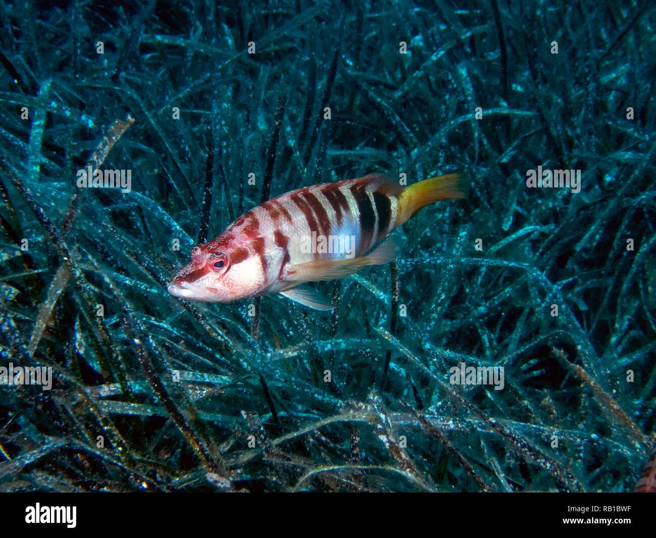 Comber Fish In The Mediterranean Sea Stock Photos & Comber Fish In The ...