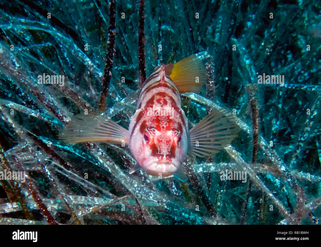 Comber Fish In The Mediterranean Sea Stock Photos & Comber Fish In The ...