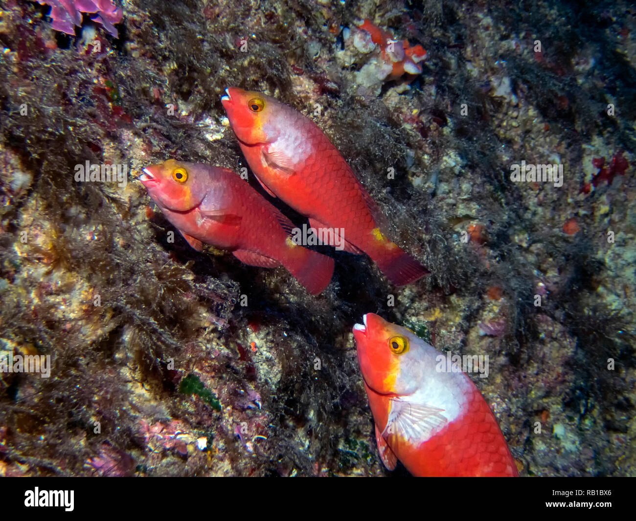 Mediterranean Parrotfish (Sparisoma cretense Stock Photo - Alamy
