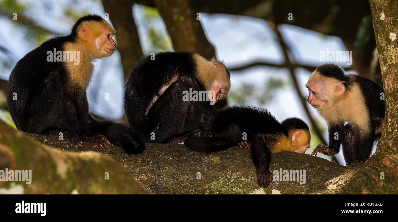 White-headed capuchin monkeys in Costa Rica Stock Photo - Alamy