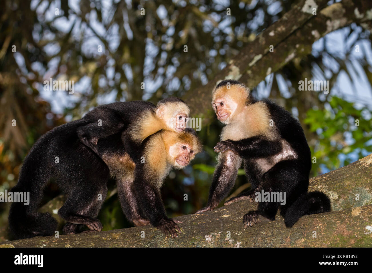 Macaw monkeys hi-res stock photography and images - Alamy