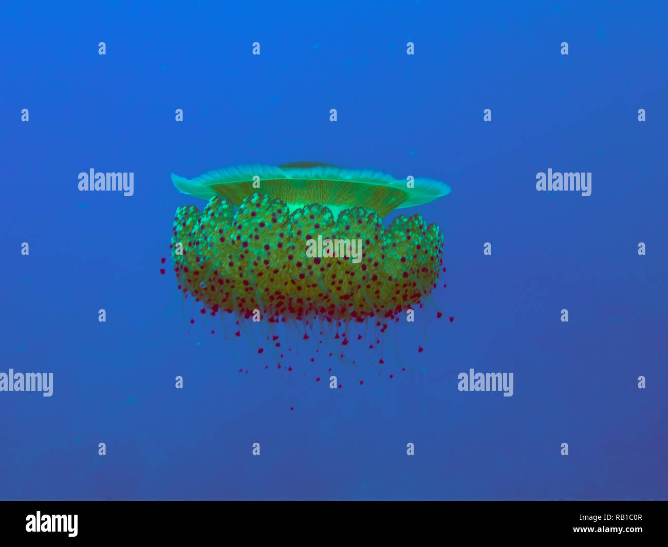 Fried Egg Jellyfish (Phacellophora camtschatica Stock Photo - Alamy