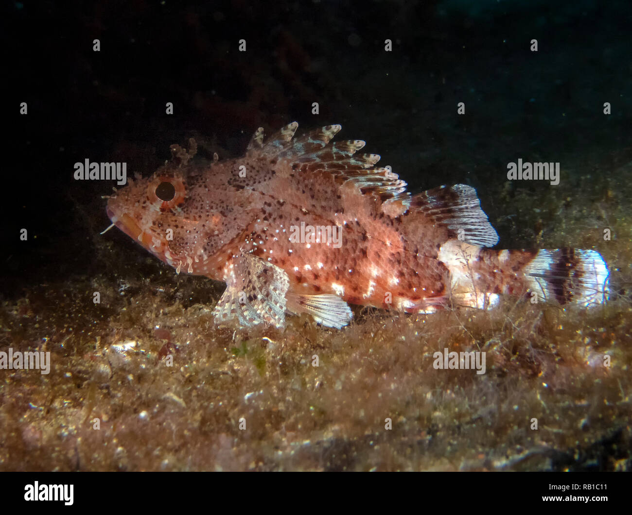 Mediterranean marine life red scorpionfish hi-res stock photography and ...
