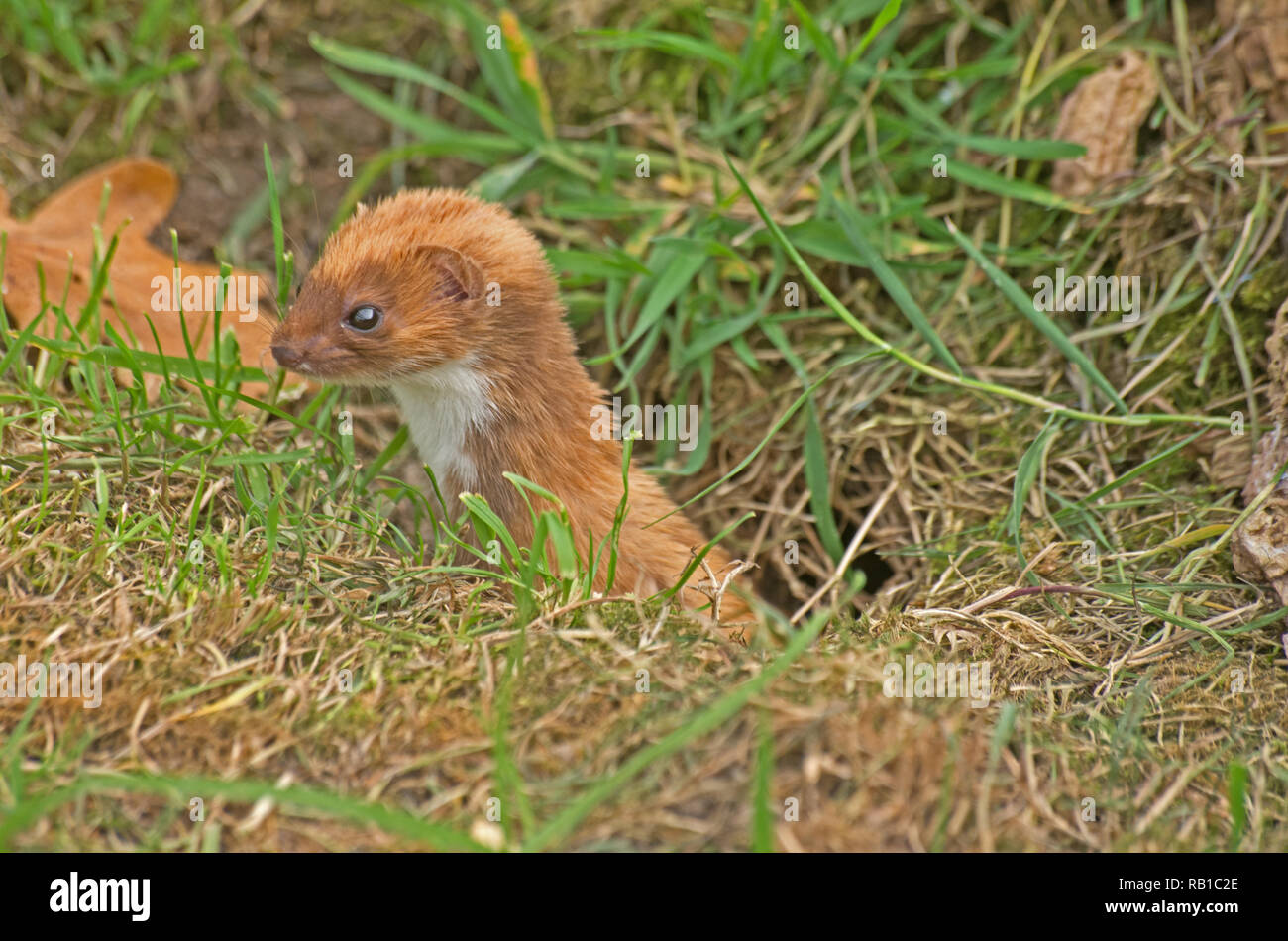 Weasel hole hi-res stock photography and images - Alamy