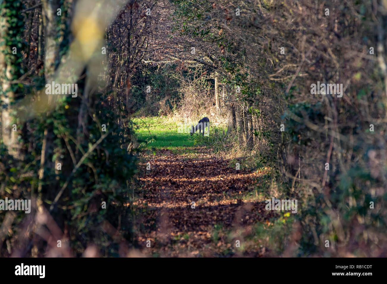 Titchfield haven national nature reserve hi-res stock photography and ...