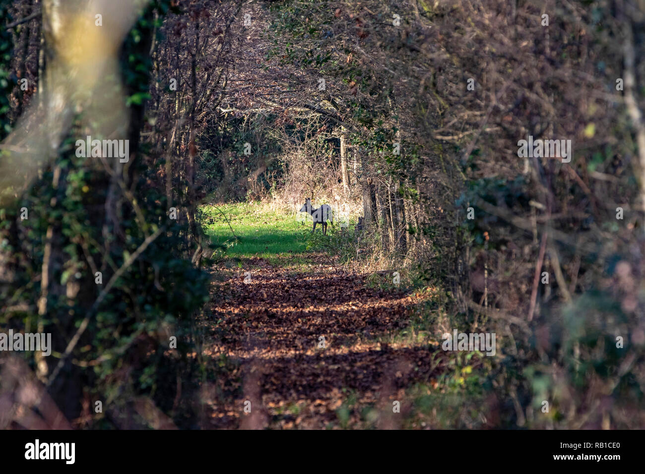 River meon titchfield hi-res stock photography and images - Alamy