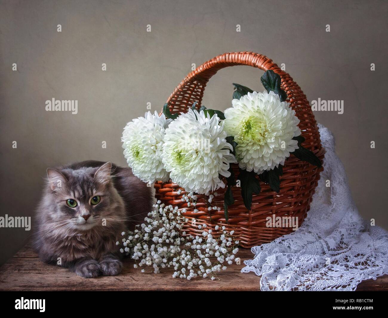 Still life with bouquet of white chrysanthemums and gray kitty Stock ...