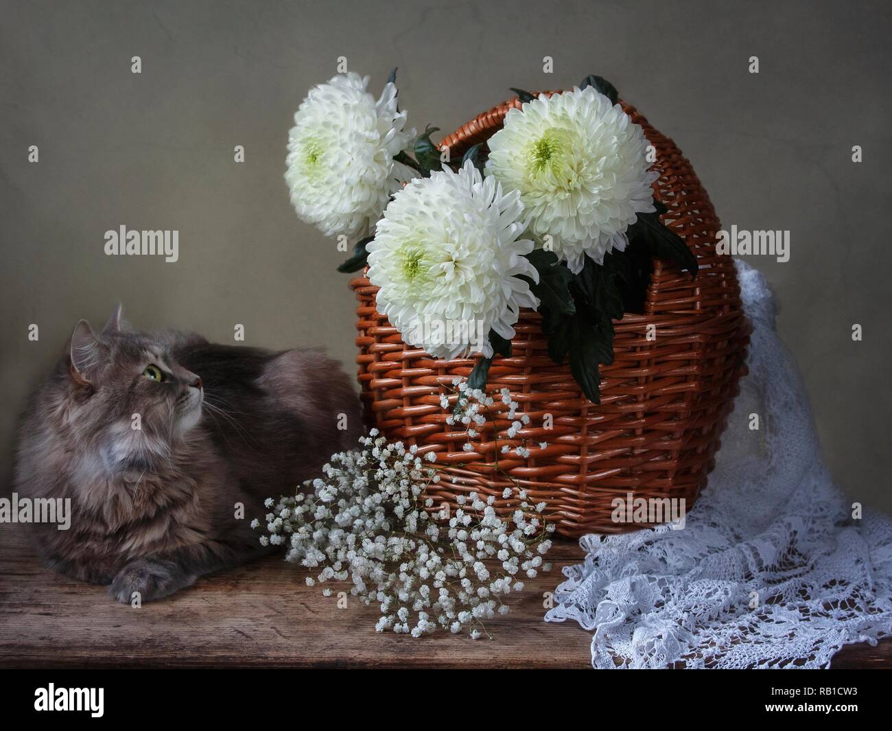 Still life with bouquet of white chrysanthemums and gray kitty Stock ...