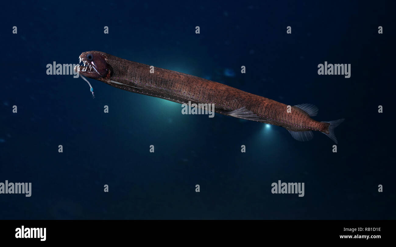 Threadfin Dragonfish High Resolution Stock Photography and Images - Alamy