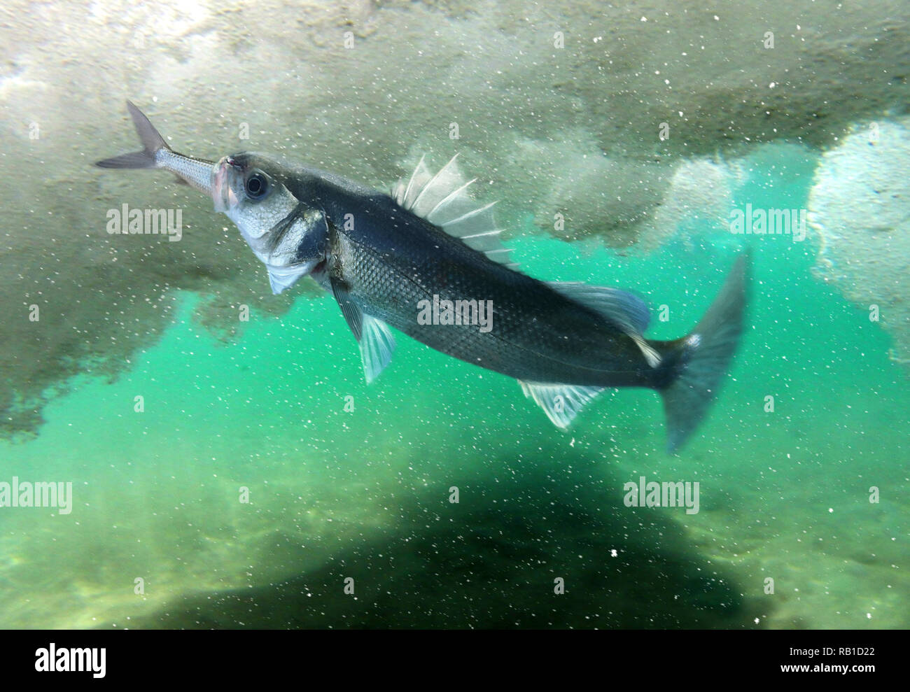 European Seabass Dicentrarchus Labrax High Resolution Stock Photography ...