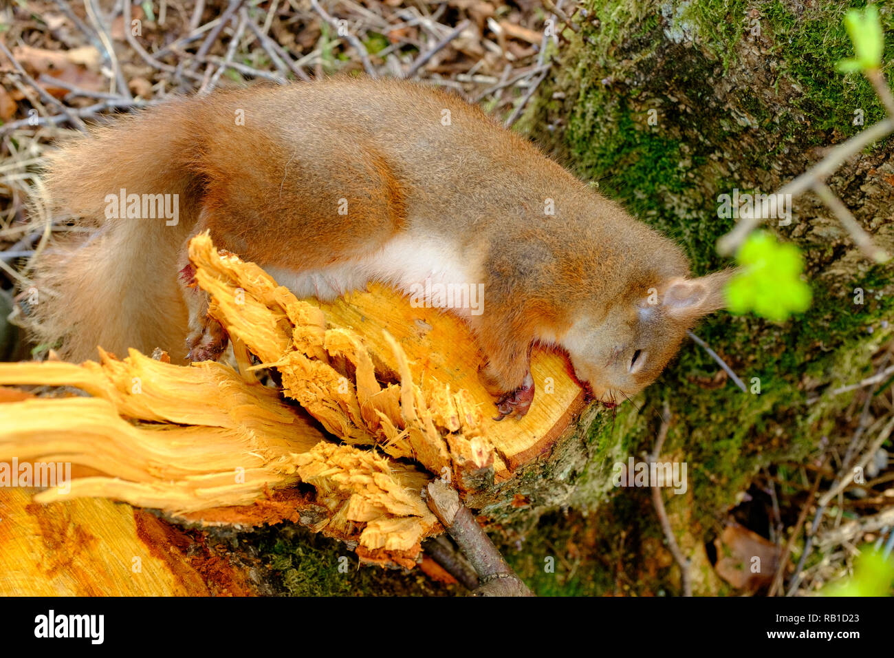 Dead red squirrel Glen Nevis Highlands Scotland Stock Photo - Alamy