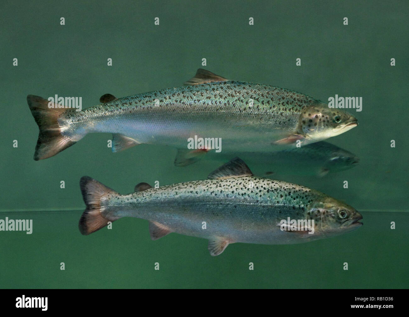 Salmon Swimming High Resolution Stock Photography and Images - Alamy