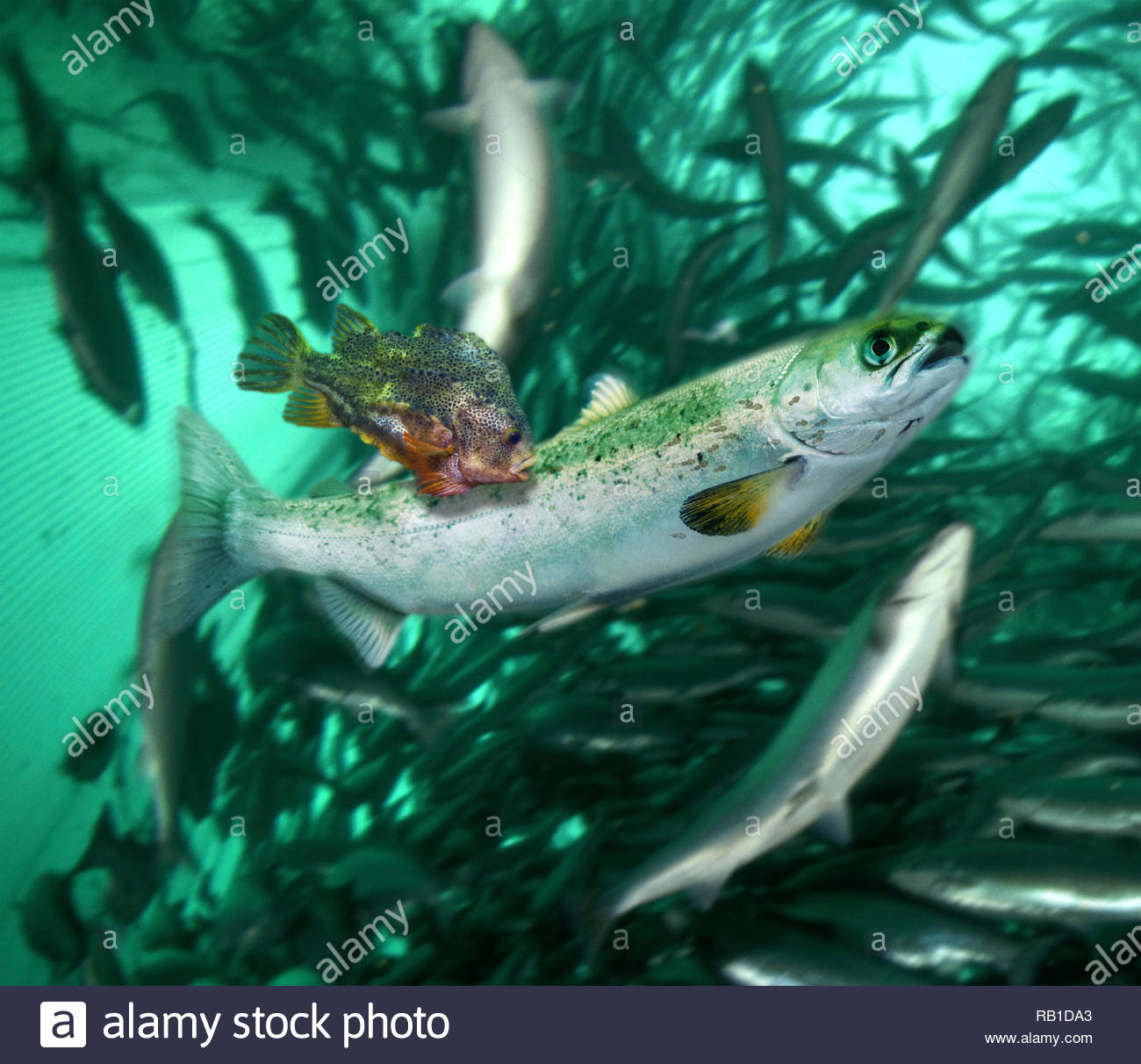 Cyclopterus High Resolution Stock Photography and Images - Alamy