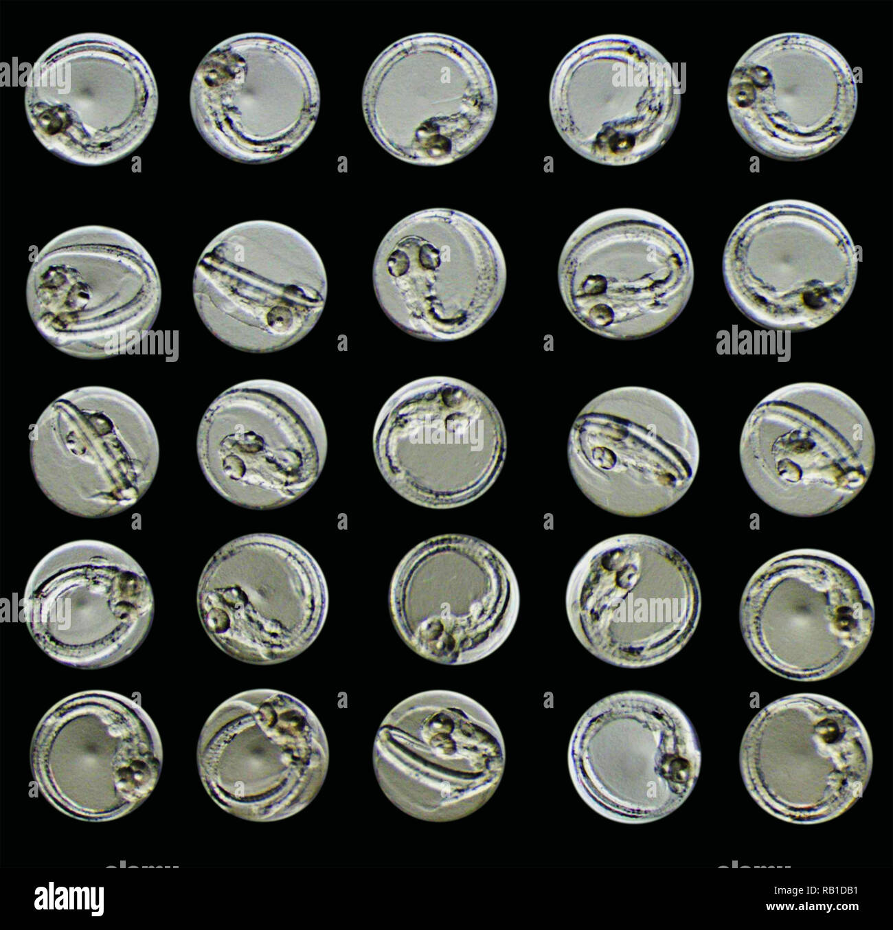 Fecund Stock Photos & Fecund Stock Images - Alamy